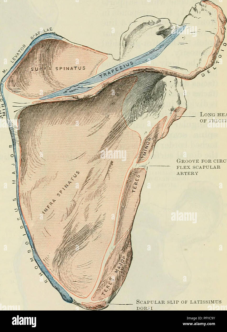 . Cunningham's Text-book of anatomy. Anatomy. THE SCAPULA. 201 Long ...