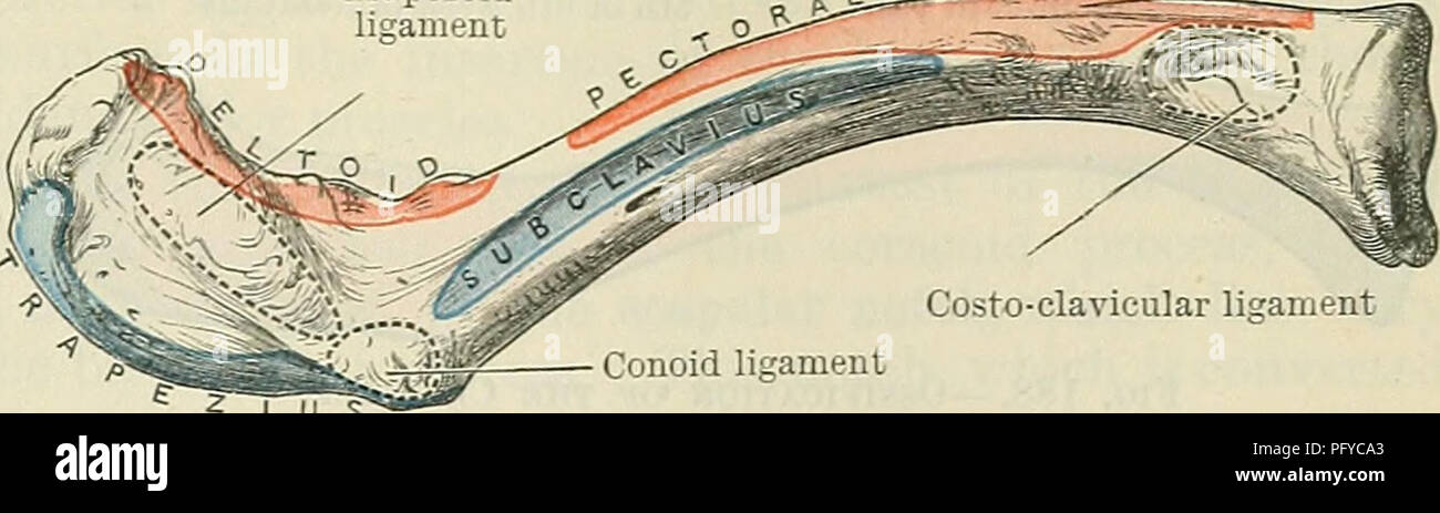 Clavicular hi-res stock photography and images - Alamy