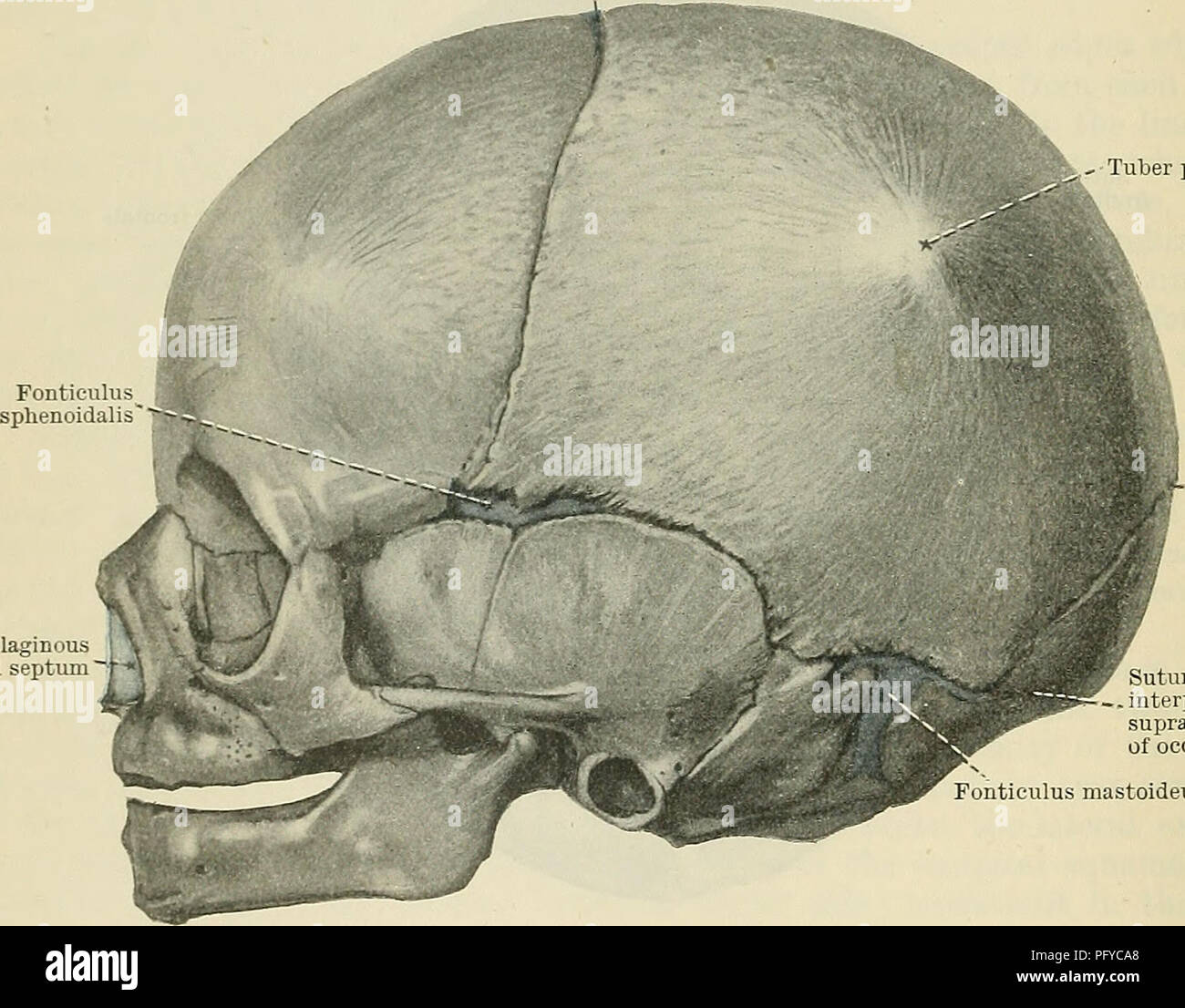 Cranial fossa hi-res stock photography and images - Alamy