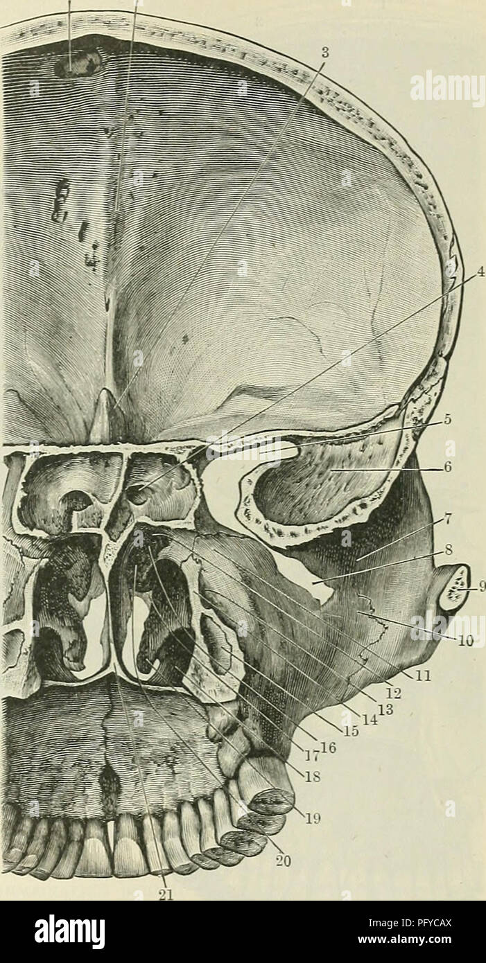 . Cunningham's Text-book of anatomy. Anatomy. FKONTAL SECTIONS OF THE ...