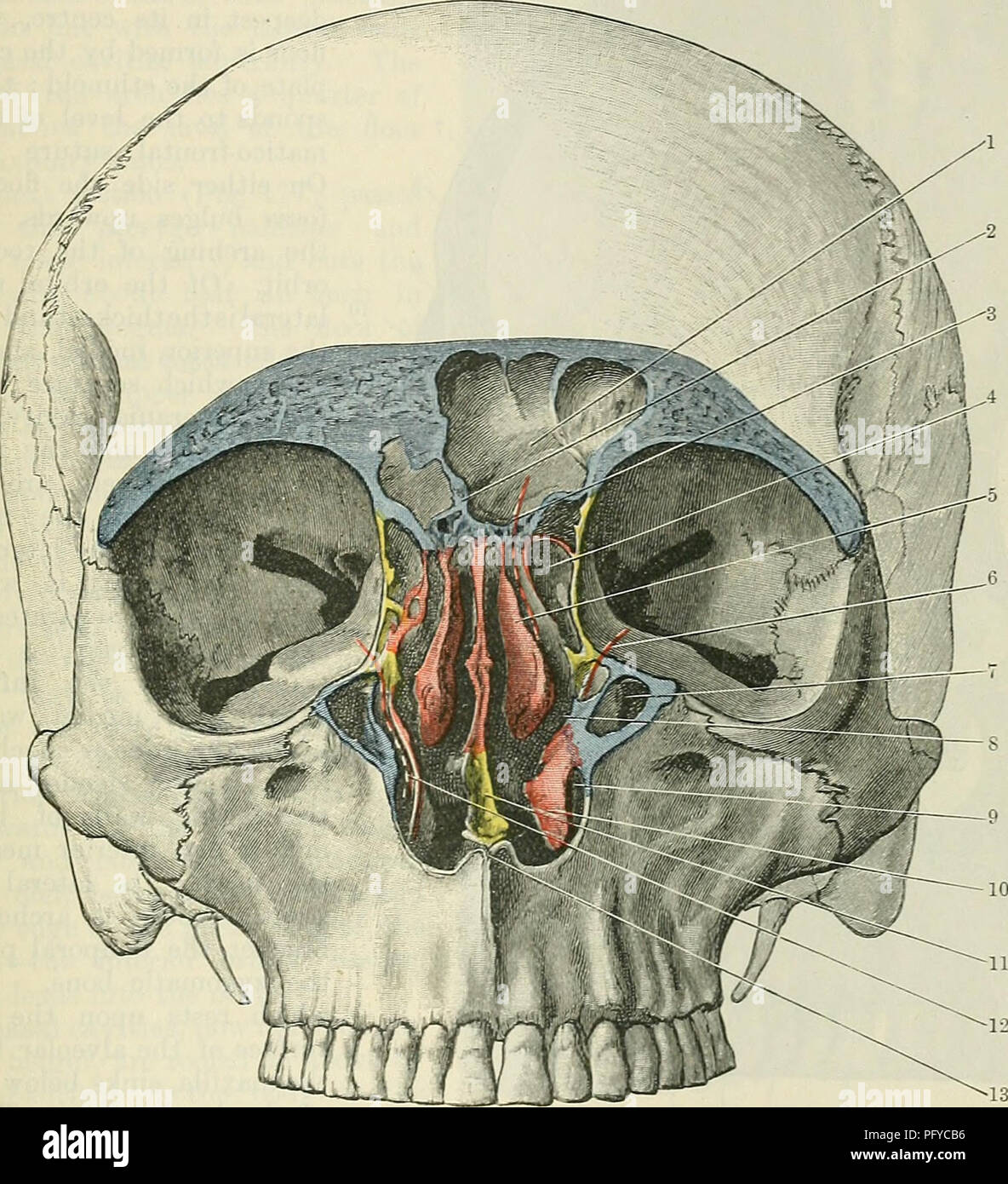 This anatomy textbook includes detailed frontal sections of the cranium ...