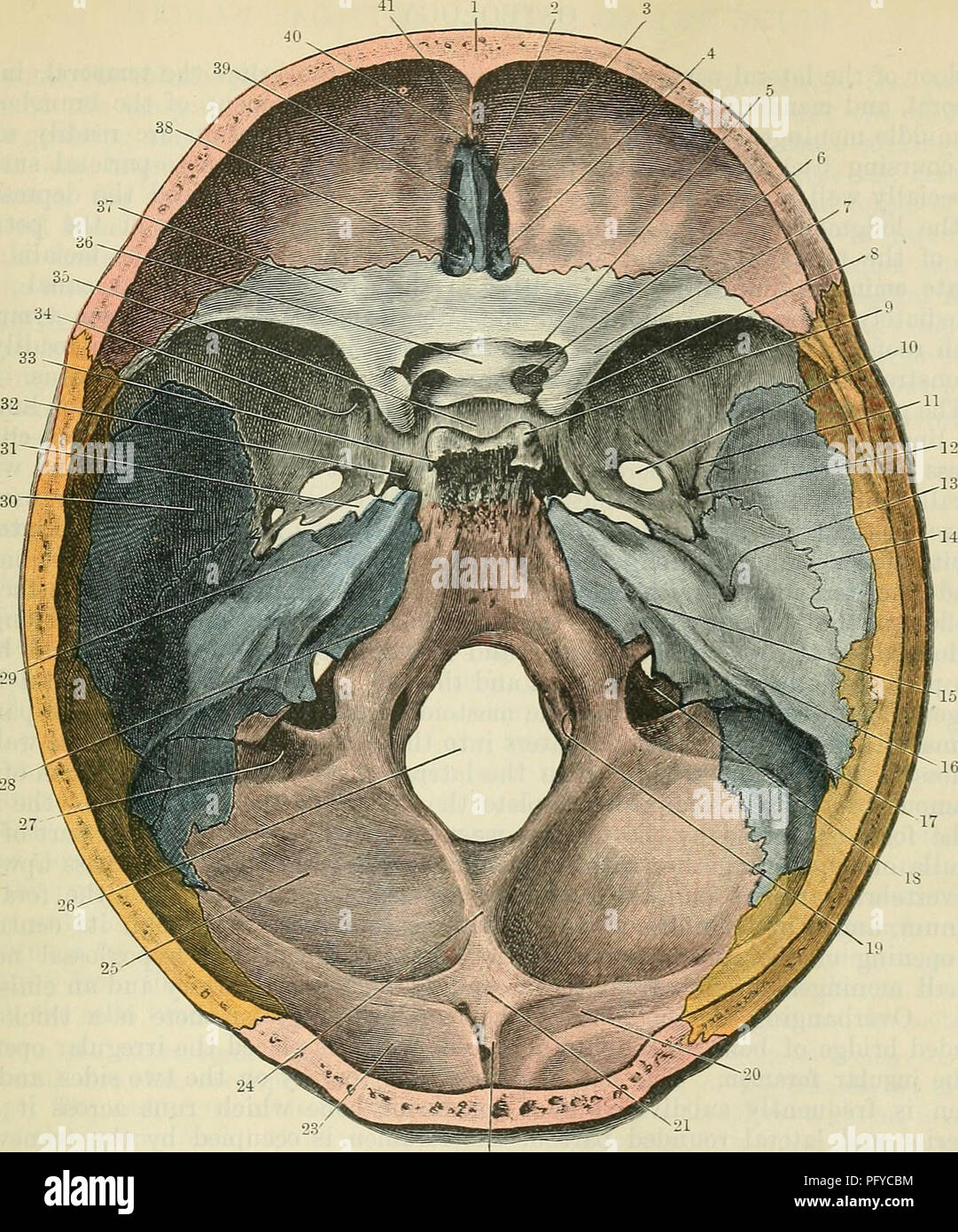 This textbook on human anatomy presents a detailed diagram of the skull ...