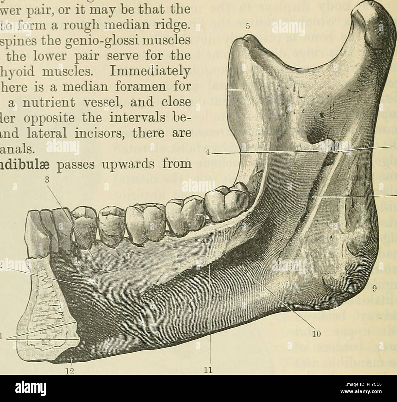 Mental foramen hi-res stock photography and images - Alamy