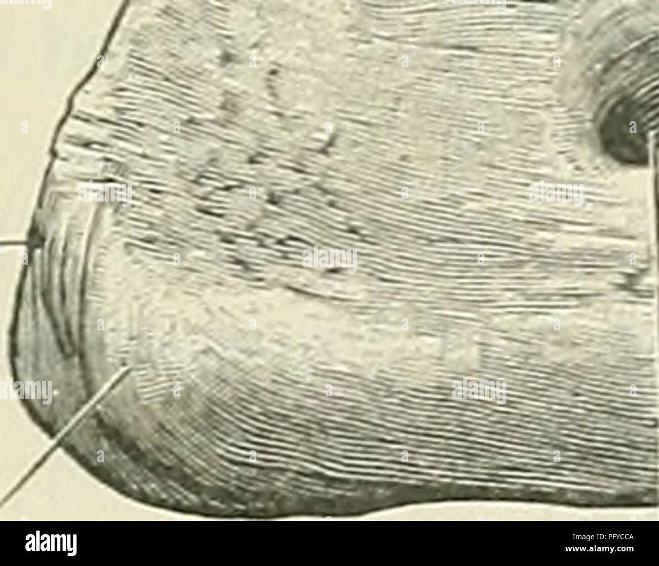 A medical textbook providing detailed anatomical descriptions and ...