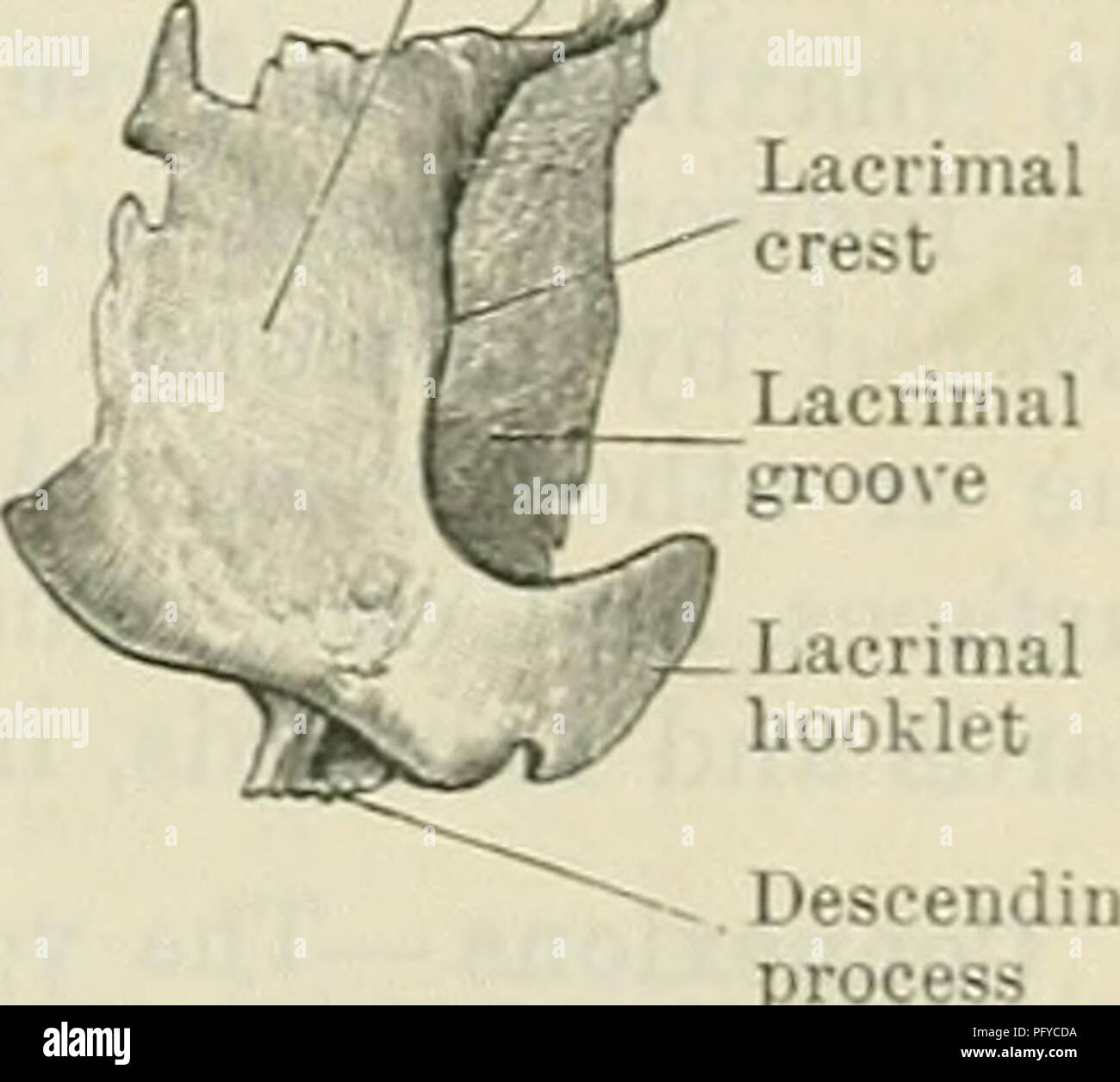 Lacrimal bone hi-res stock photography and images - Alamy