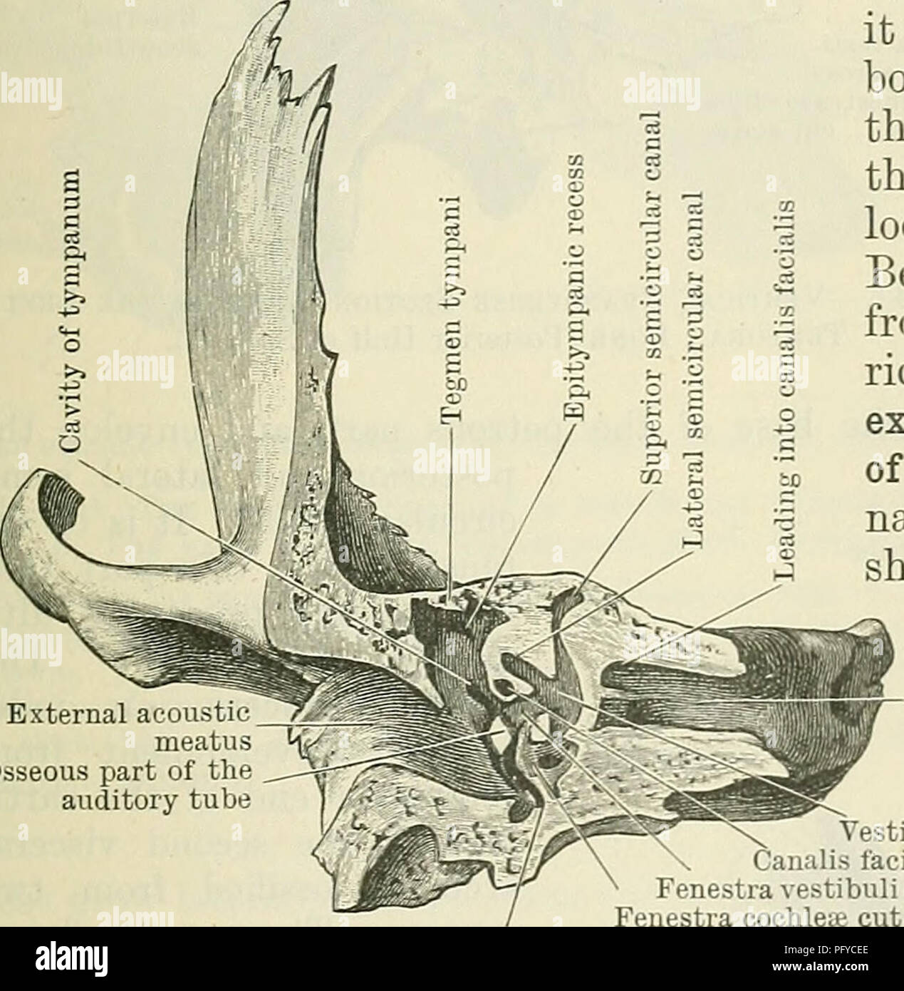 Petrous temporal hi-res stock photography and images - Alamy