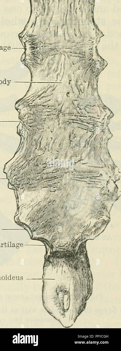 Human anatomy throughout the body hi-res stock photography and images ...