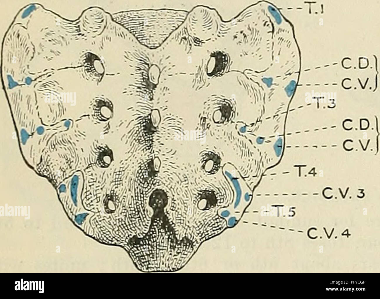 . Cunningham's Text-book of anatomy. Anatomy. 106 OSTEOLOGY. as fusion ...