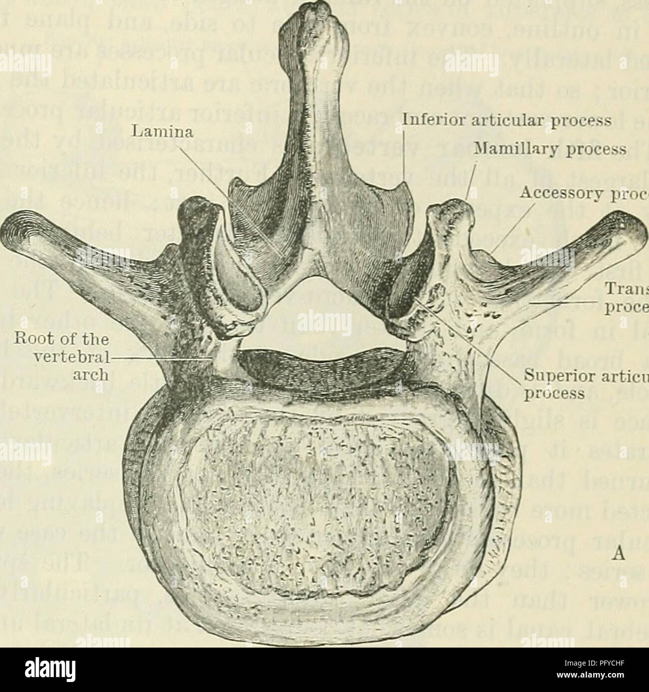 Cunningham's Text-book of Anatomy provides detailed descriptions of ...