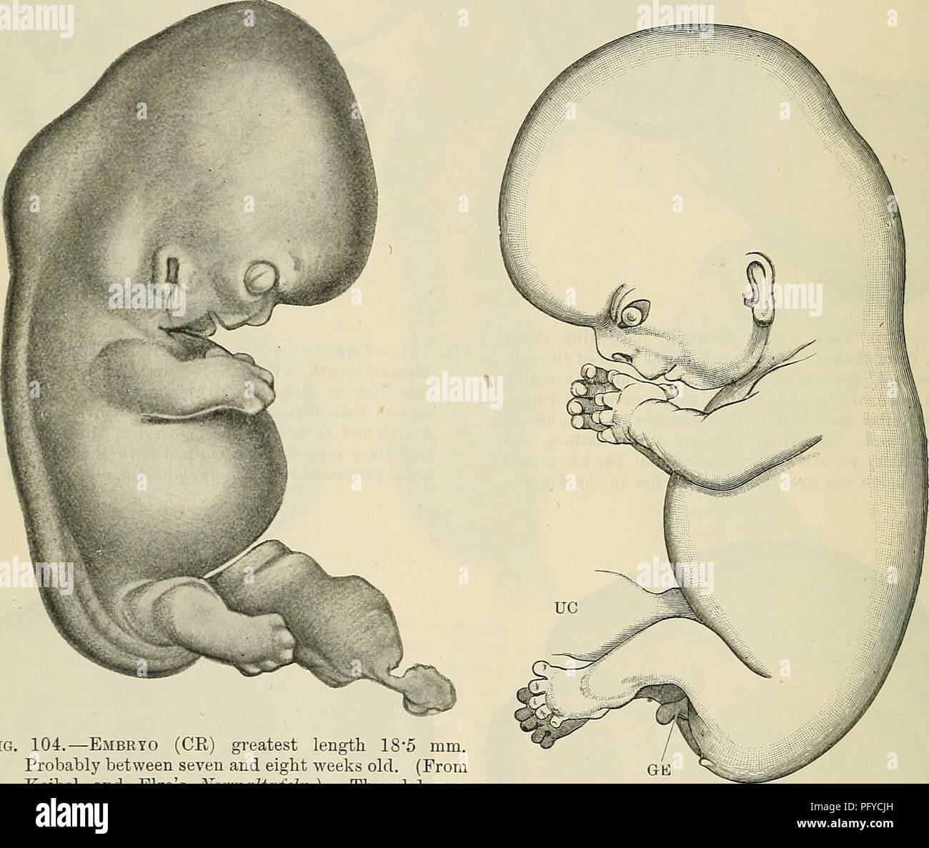 Human embryo tail hi-res stock photography and images - Alamy