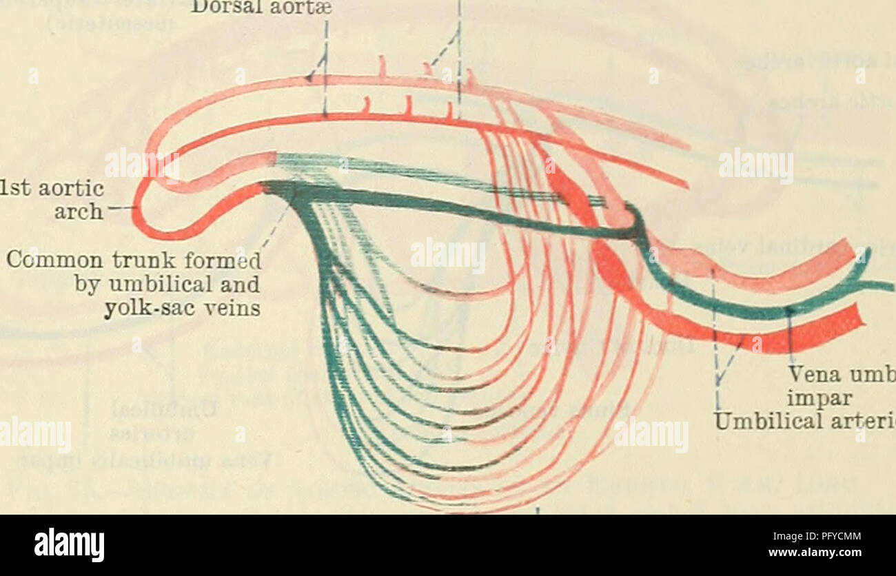 This anatomy textbook presents the early stages of embryonic vascular ...