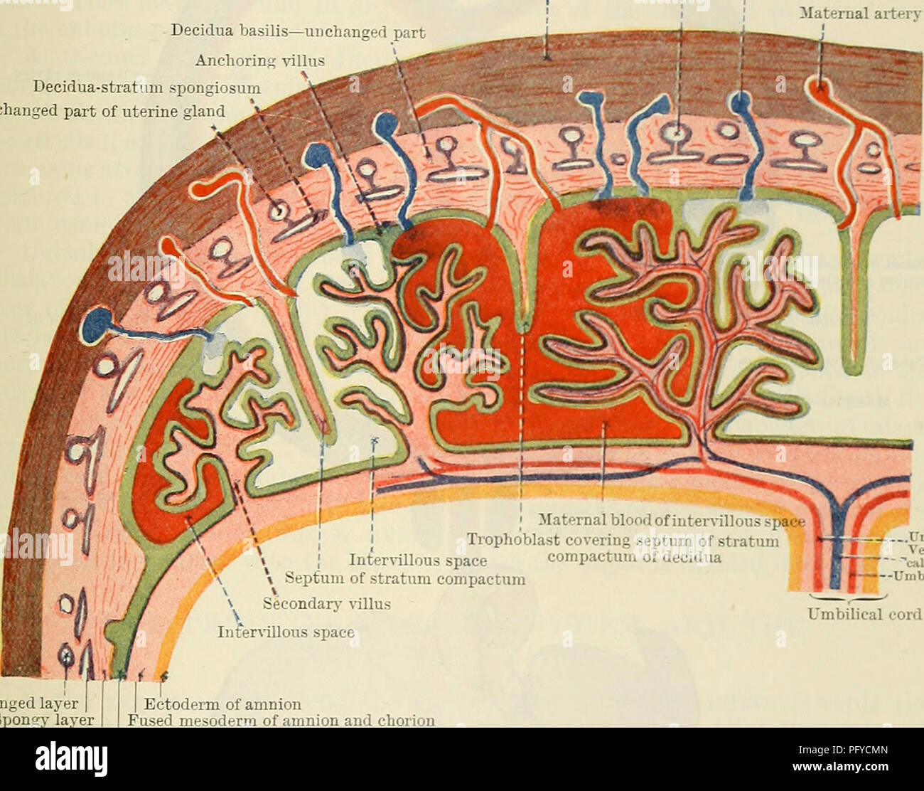 Placental anatomy hi-res stock photography and images - Alamy