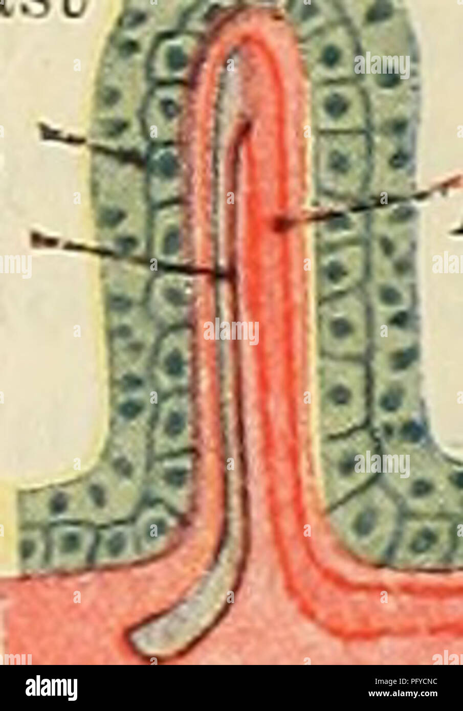 Koryon Villus Ultrasonu