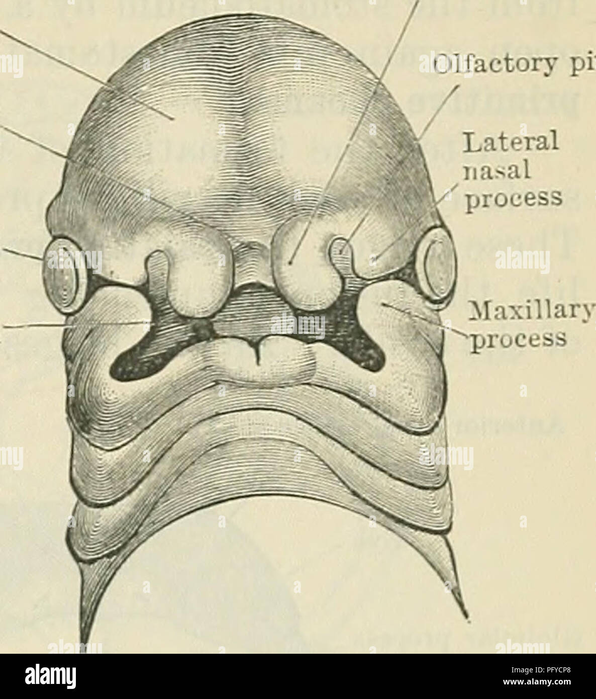 Nasal pit hi-res stock photography and images - Alamy