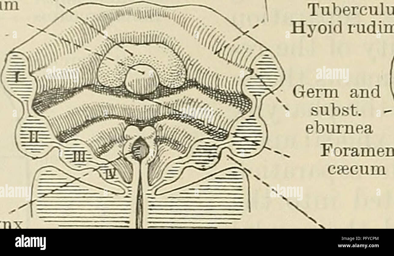 Mandibular foramen hi-res stock photography and images - Alamy
