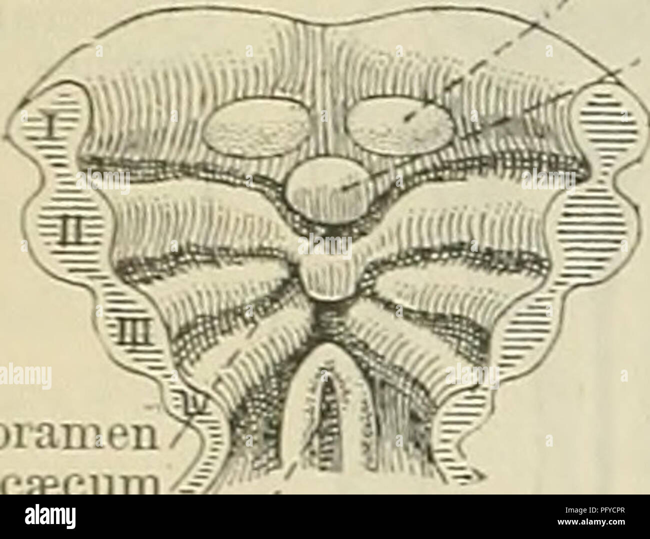 . Cunningham's Text-book of anatomy. Anatomy. 46 HUMAN EMBRYOLOGY. and ...