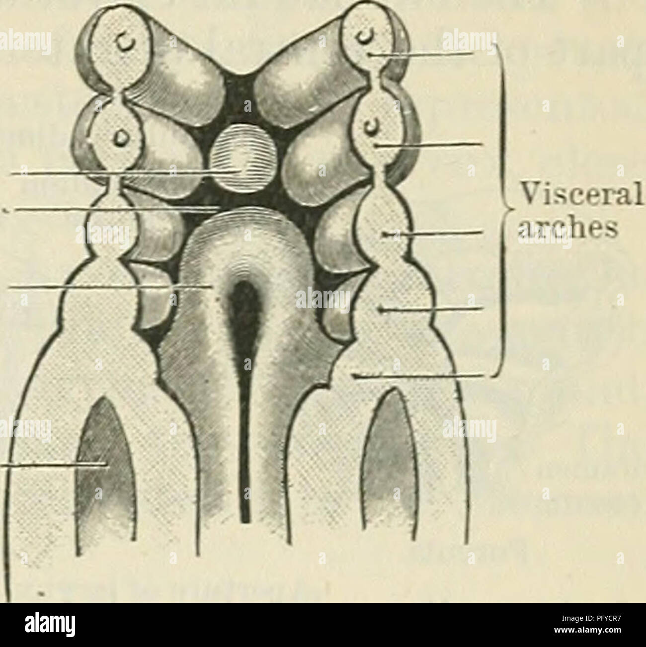 This textbook by Cunningham provides an in-depth examination of human ...