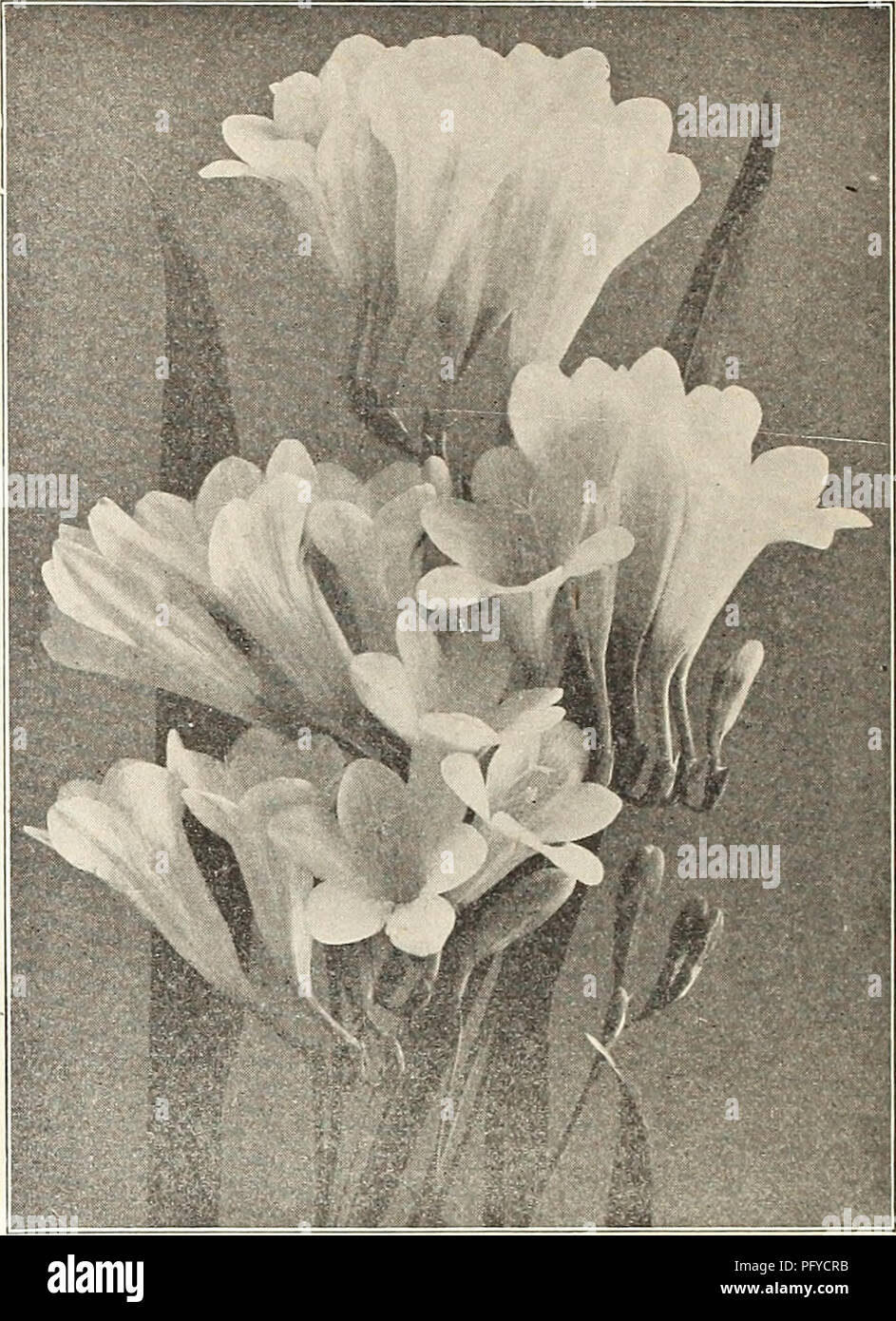 Freesia varieties hi-res stock photography and images - Alamy