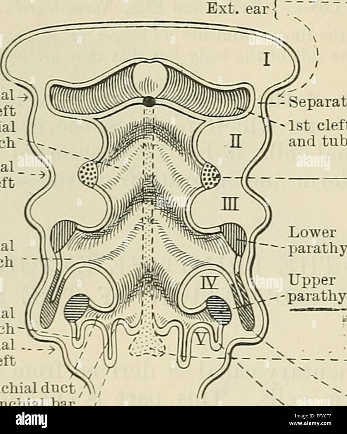 This anatomical textbook by D. J. Cunningham provides detailed figures ...