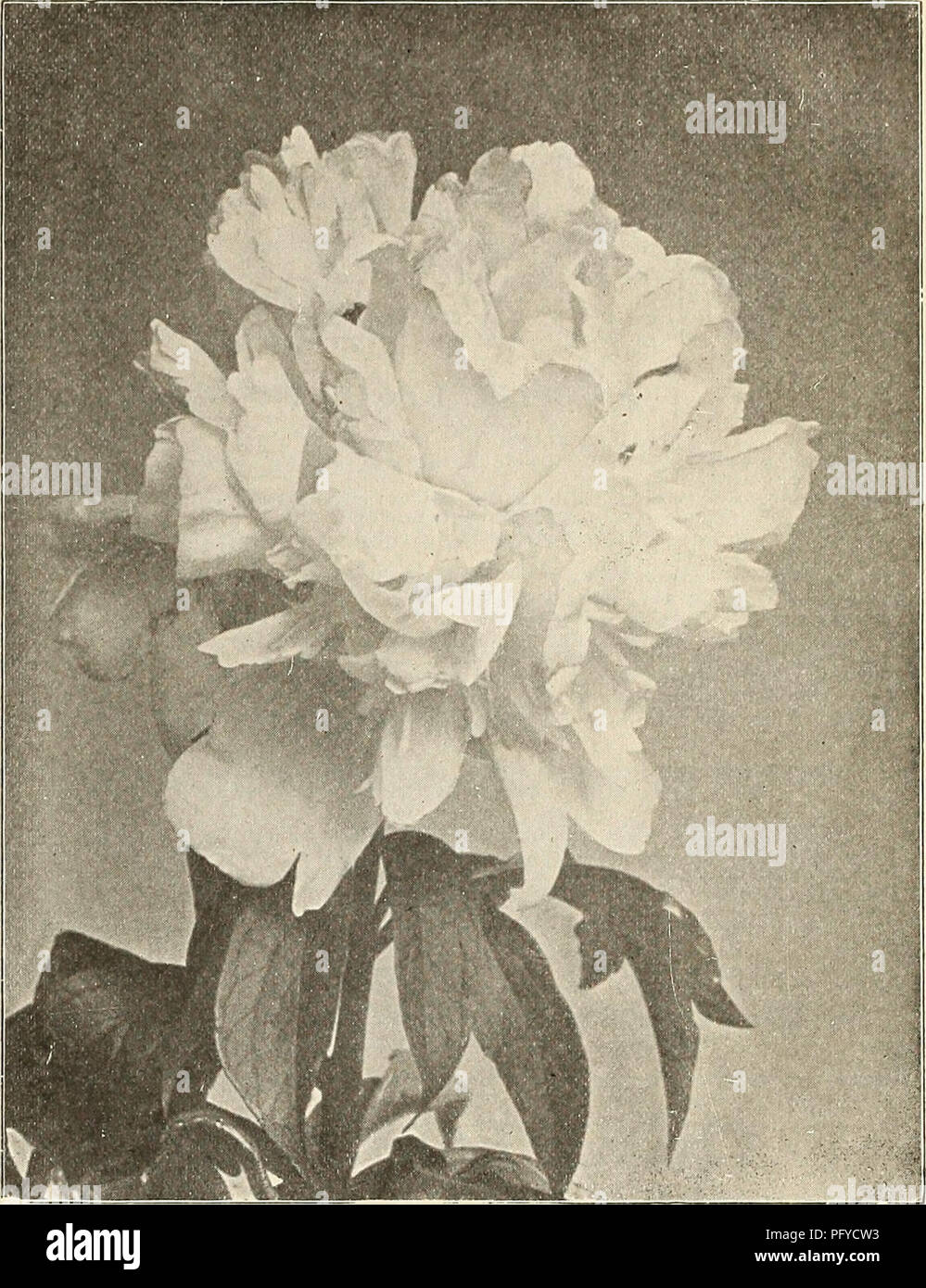 The 1911 Currie's catalog features a variety of ornamental plants and ...