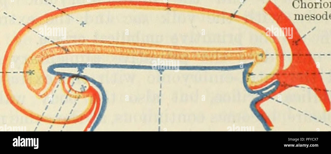 . Cunningham's Text-book of anatomy. Anatomy. llantoic diverticulum ...