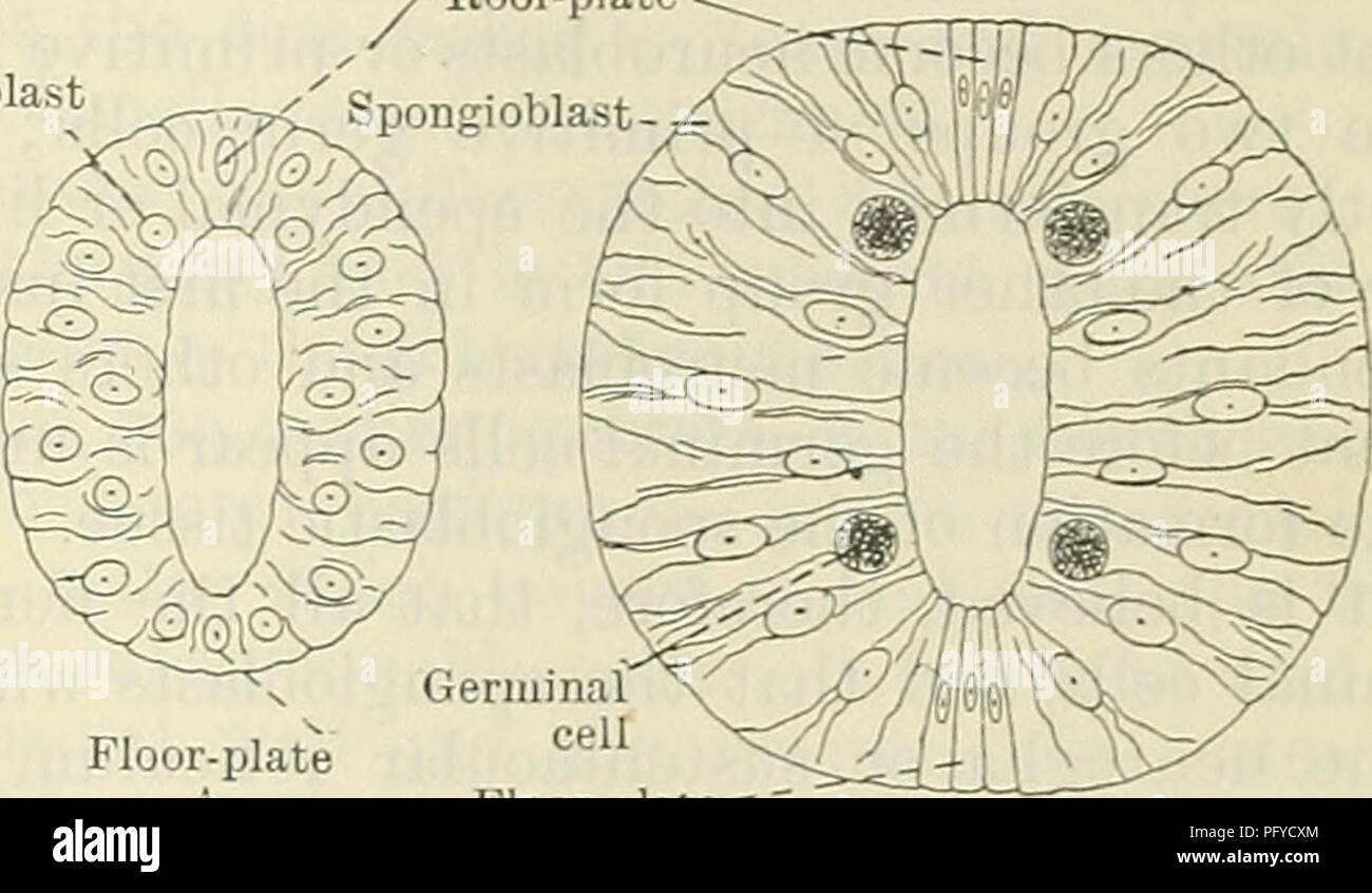 Habenular commissure hi-res stock photography and images - Alamy