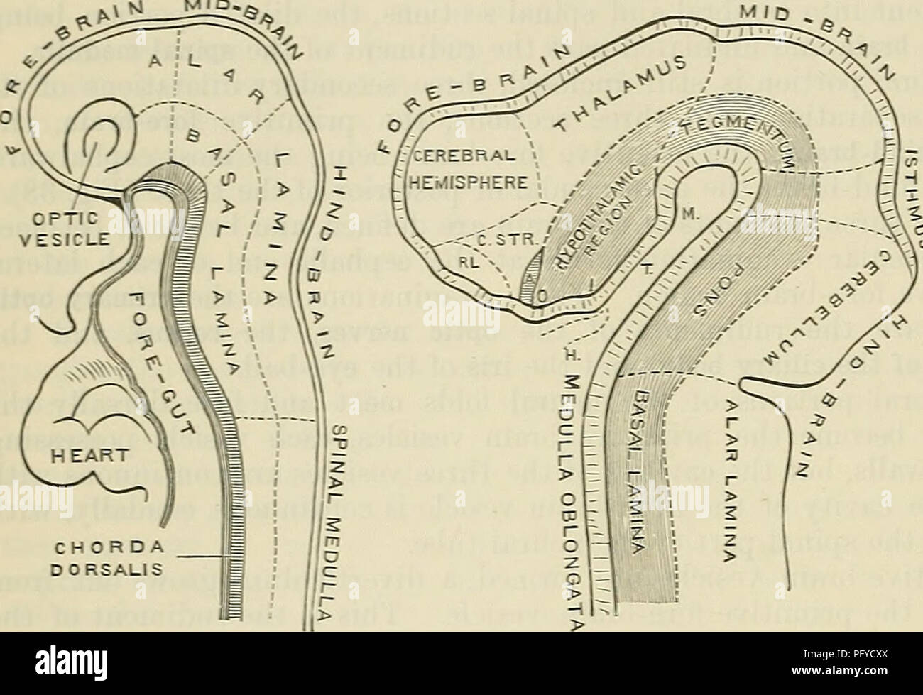 . Cunningham's Text-book of anatomy. Anatomy. 34 HOI AX EMBRYOLOGY ...