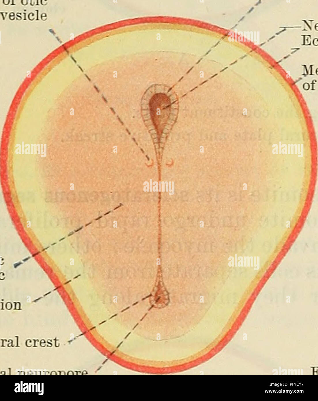 . Cunningham's Text-book of anatomy. Anatomy. 30 HUMAN EMBEYOLOGY ...