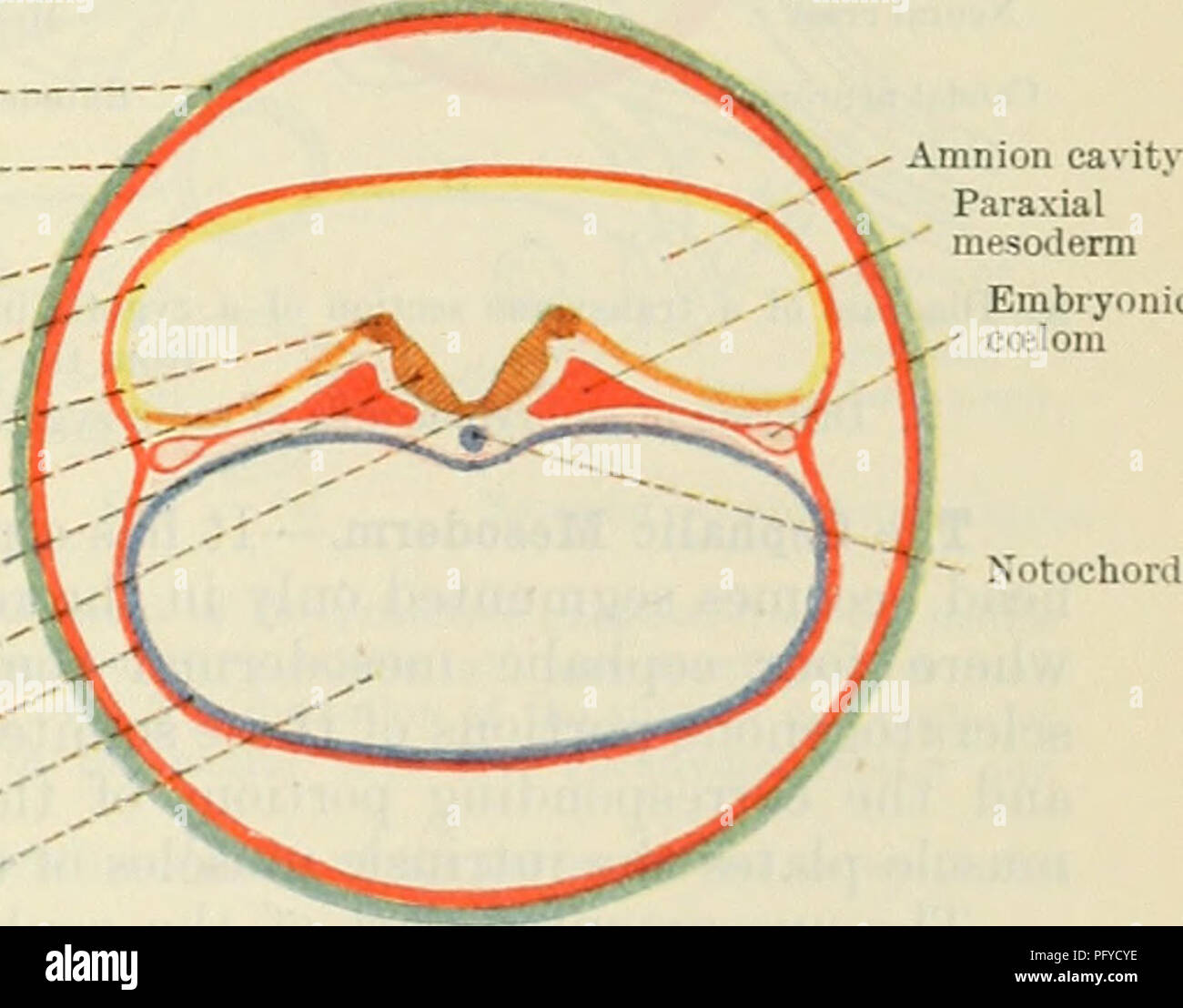 Neural Tube Formation Timeline