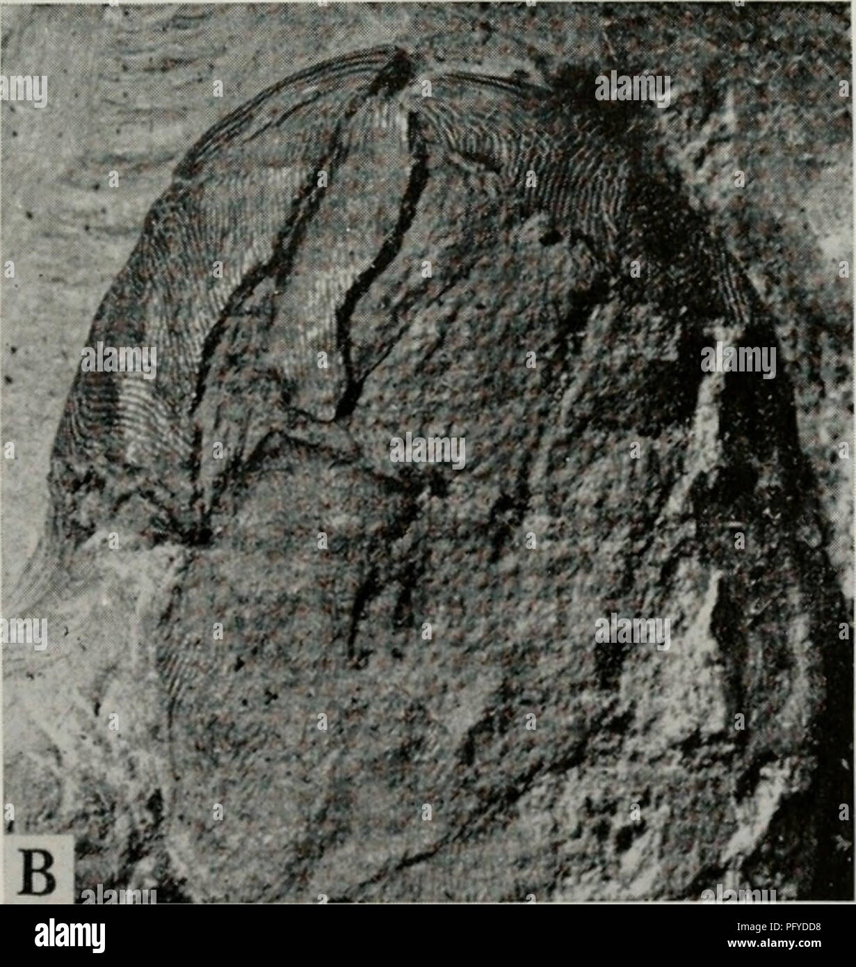 This scientific illustration depicts the Cyathaspididae family, a group ...