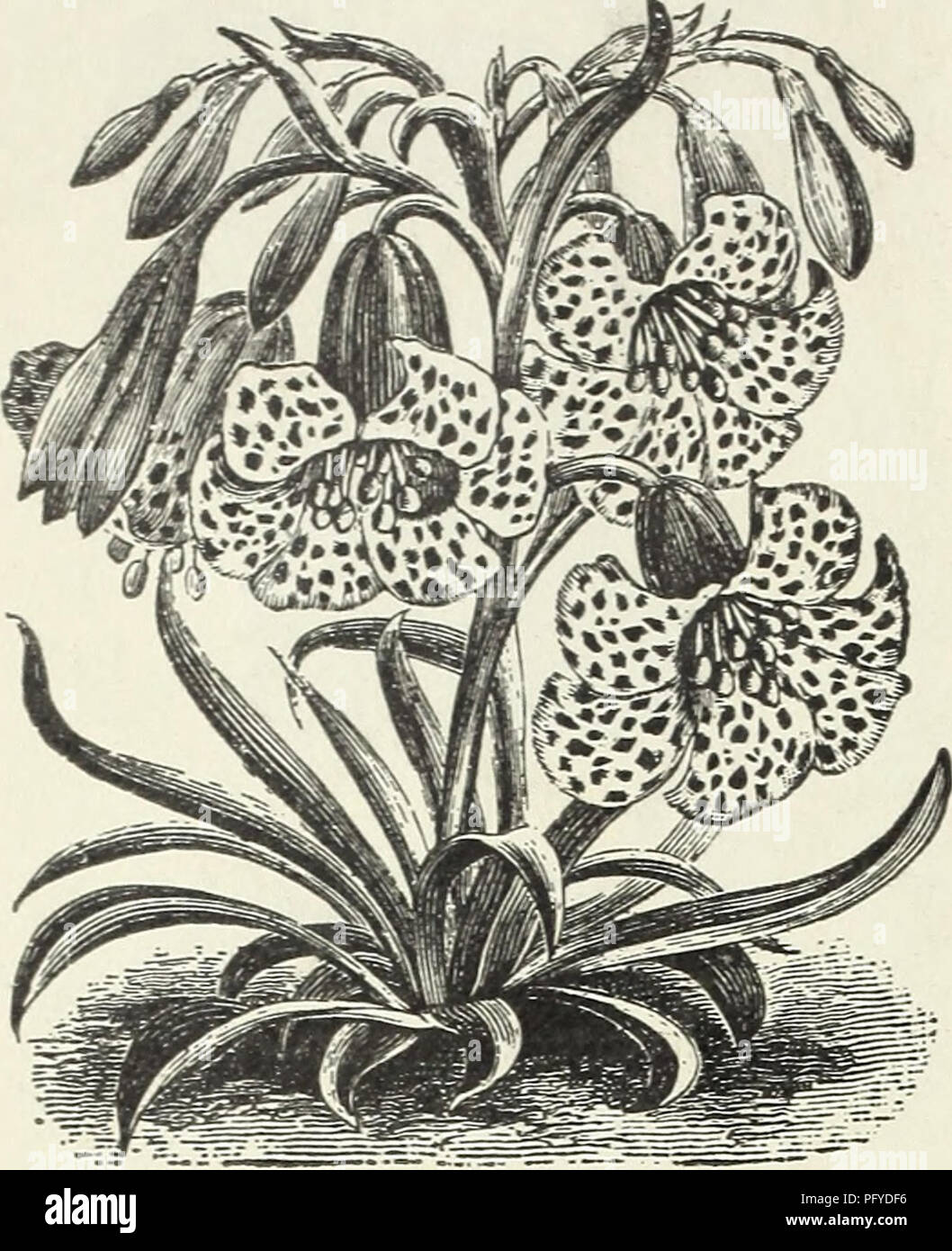 Beos hi-res stock photography and images - Alamy