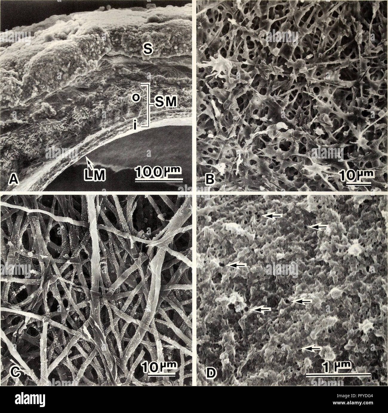 This article from *Current Herpetology* presents scanning electron ...