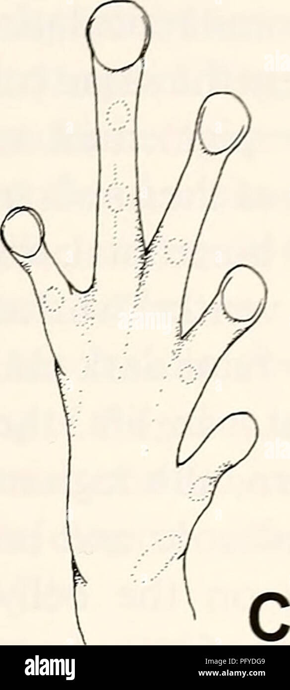 Vomerine teeth hi-res stock photography and images - Alamy