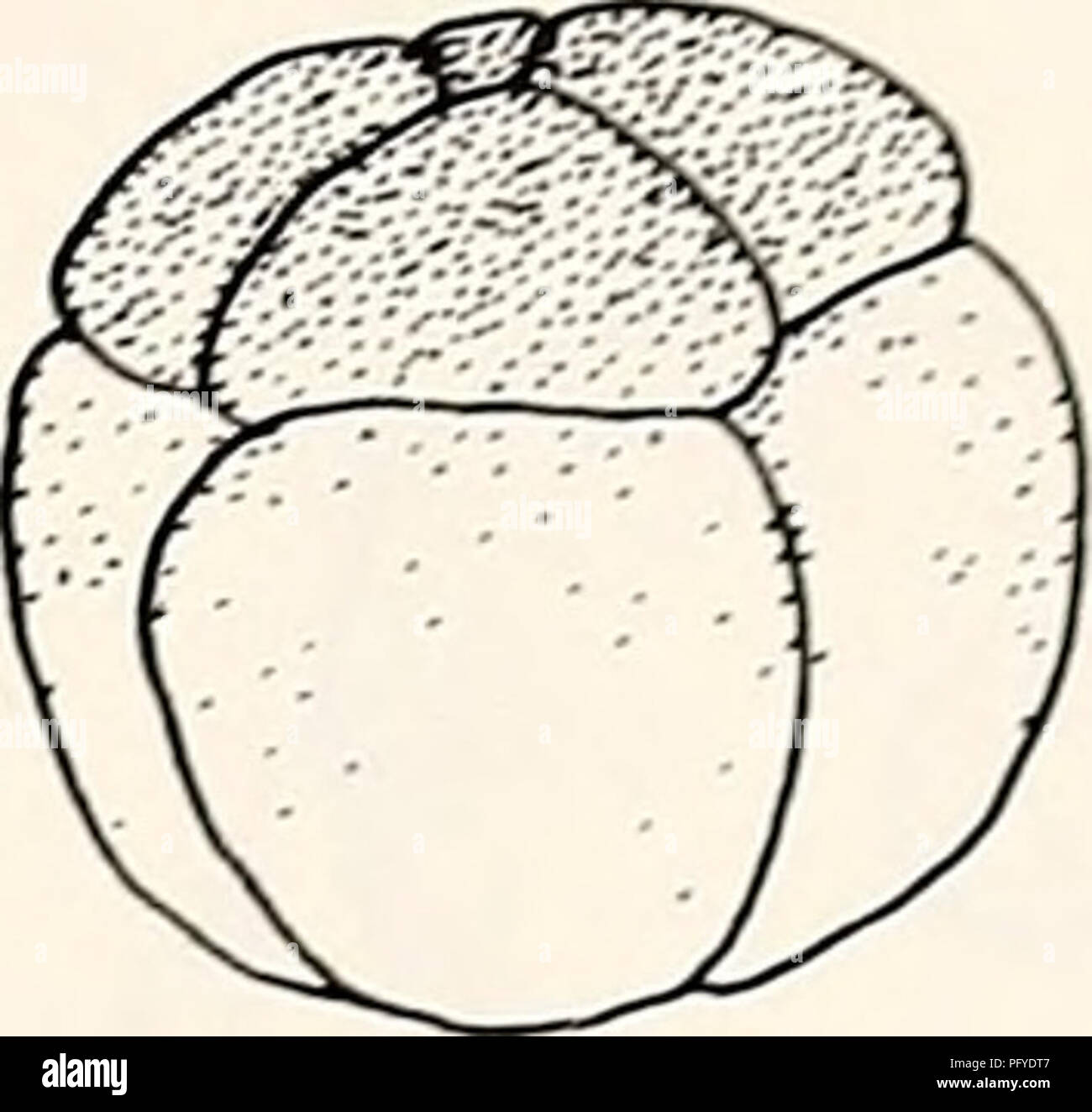 This journal article from the Herpetological Society of Japan ...