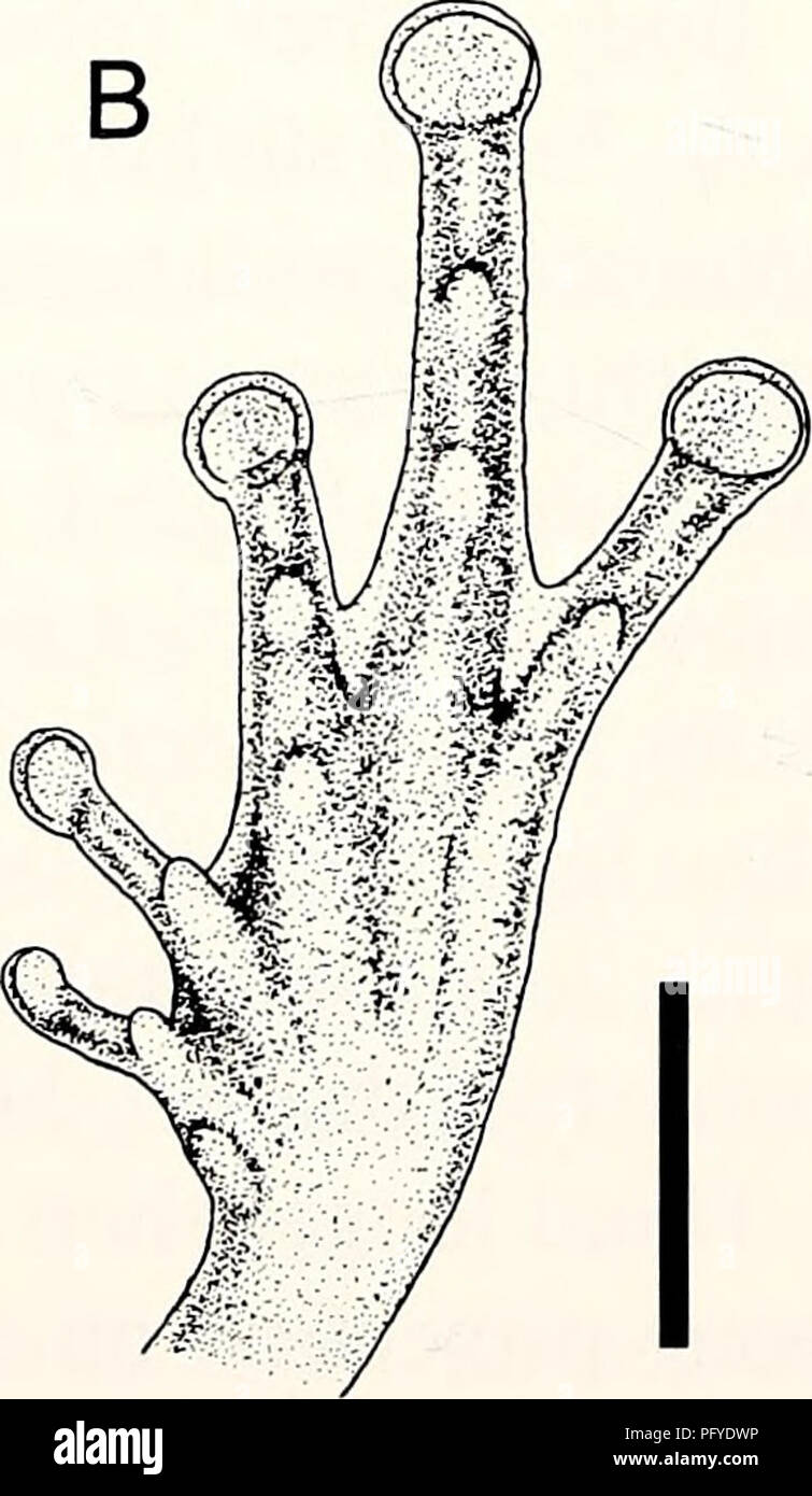 Toe discs hi-res stock photography and images - Alamy