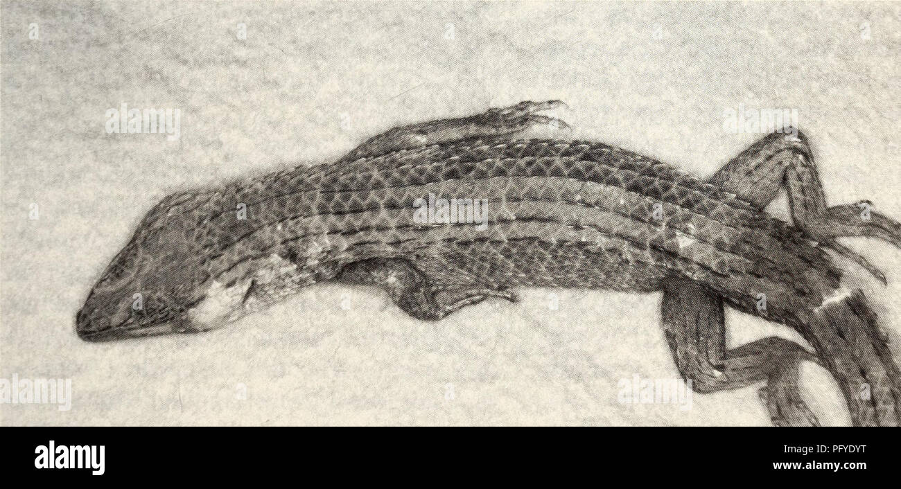 Supraocular scale hi-res stock photography and images - Alamy