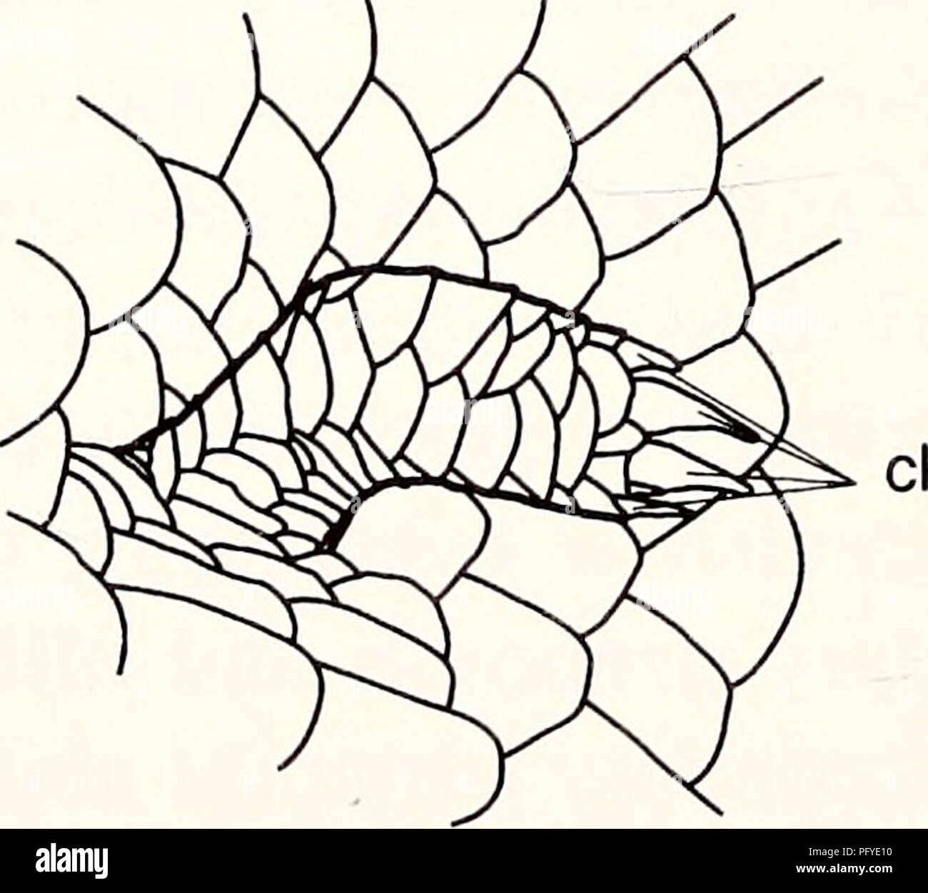 Interparietal hi-res stock photography and images - Alamy