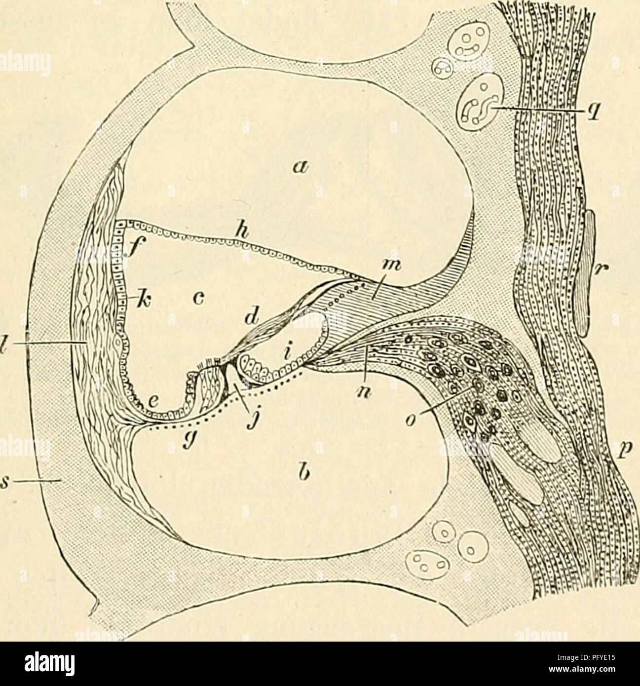 This work is an introduction to histology and microscopy, focusing on ...