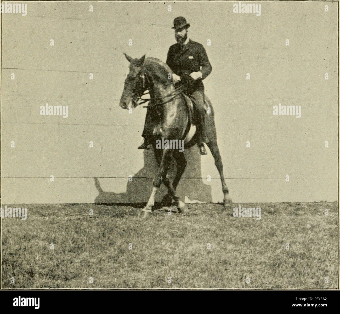 Renvers horse hi-res stock photography and images - Alamy