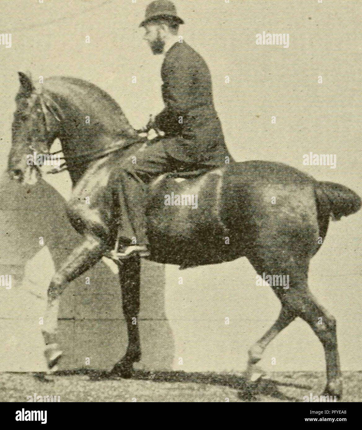 Travers saddle hi-res stock photography and images - Alamy