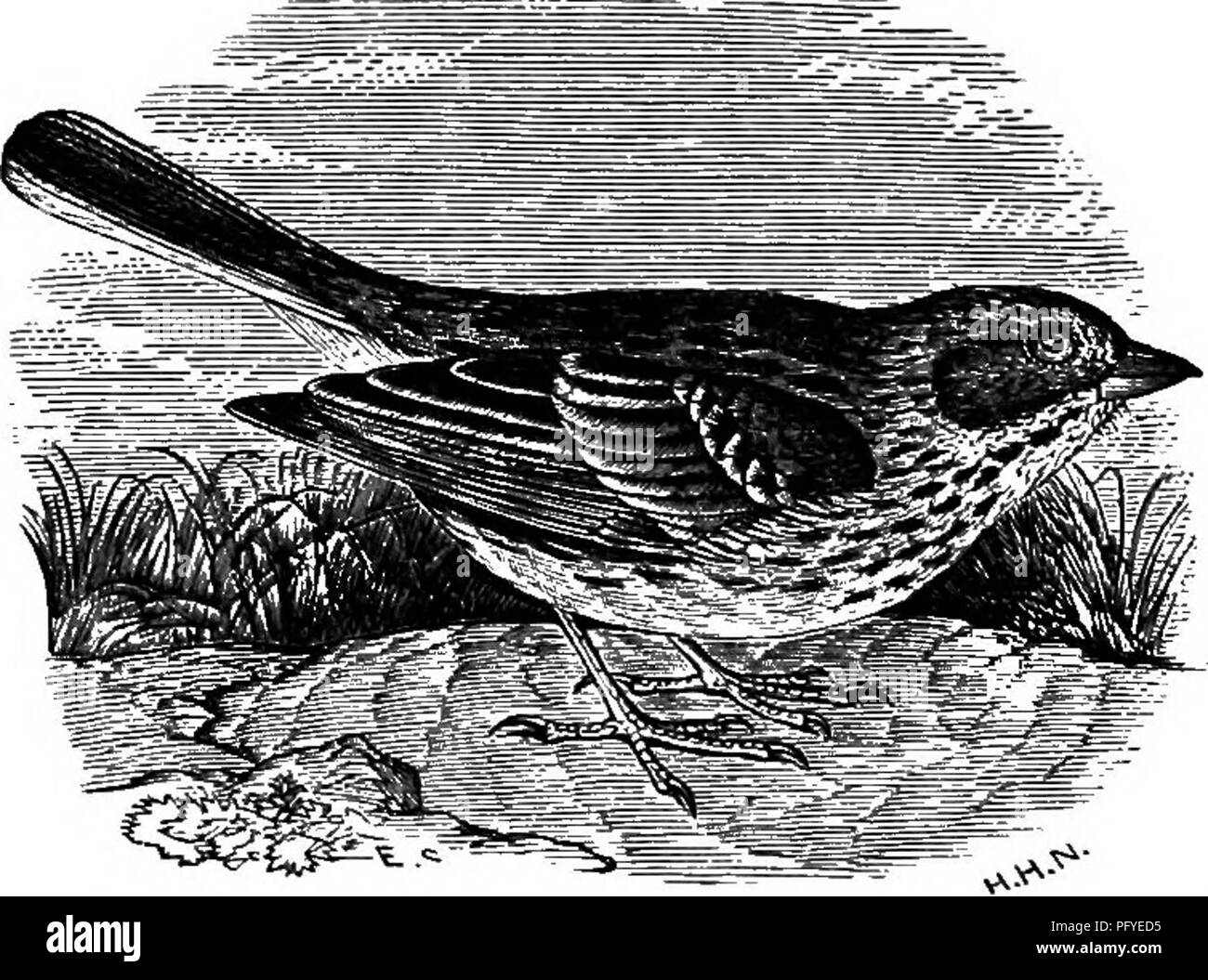 This reference guide provides a systematic account of North American ...