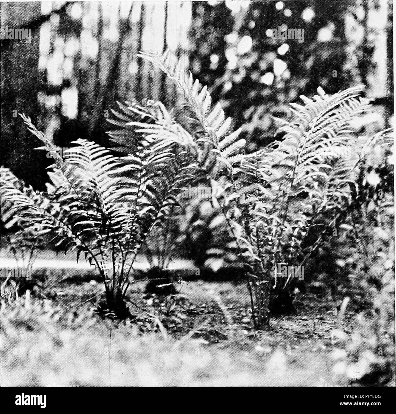 This textbook offers a comprehensive introduction to botany, focusing ...