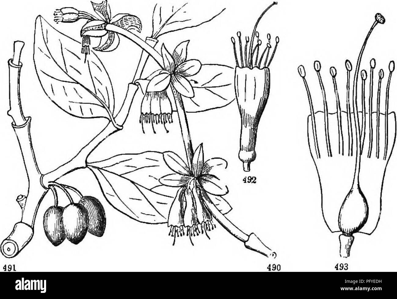 . Botany for young people and common schools. How plants grow, a simple ...