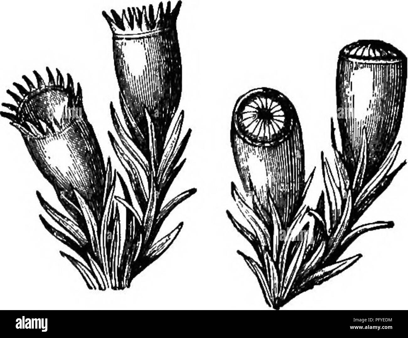 Spore producing structure Black and White Stock Photos & Images - Alamy