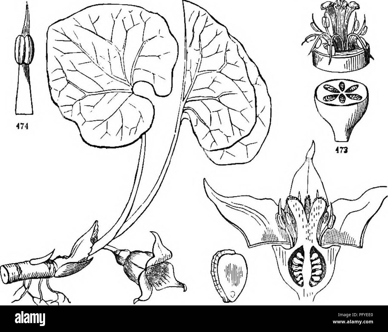 Tube shaped flowers Black and White Stock Photos & Images - Alamy