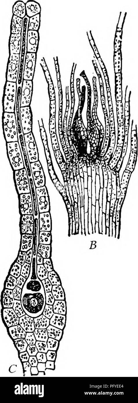 This textbook covers basic principles of botany for secondary school ...