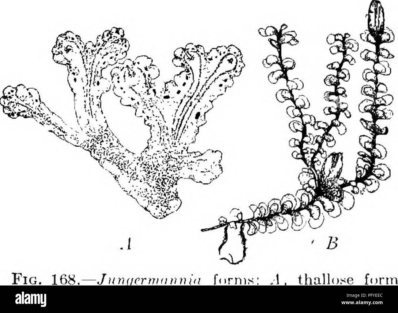 This botany textbook focuses on plant life cycles, particularly in ...