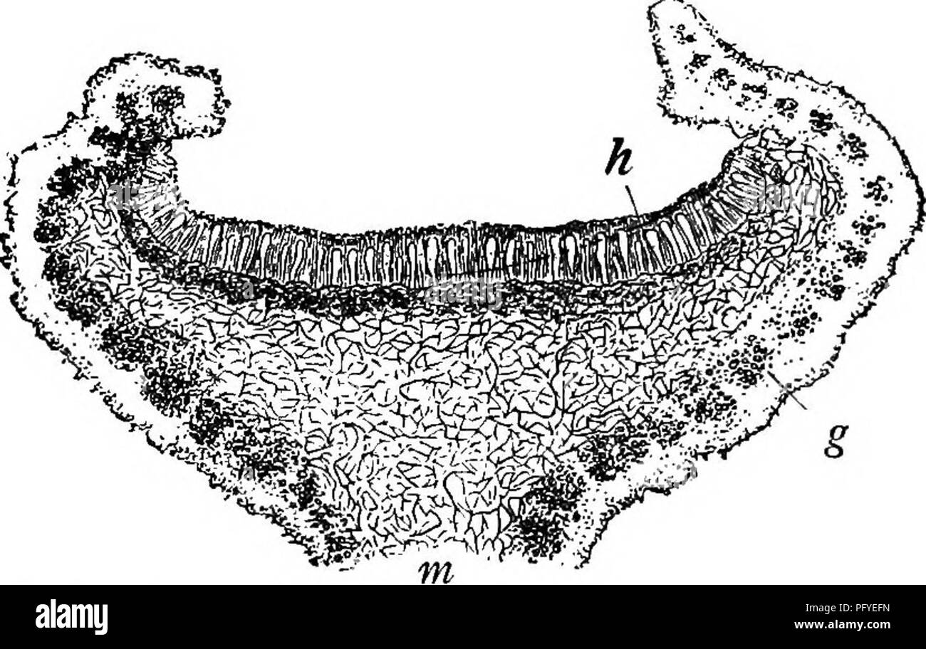 Foliose Lichen Cross Section