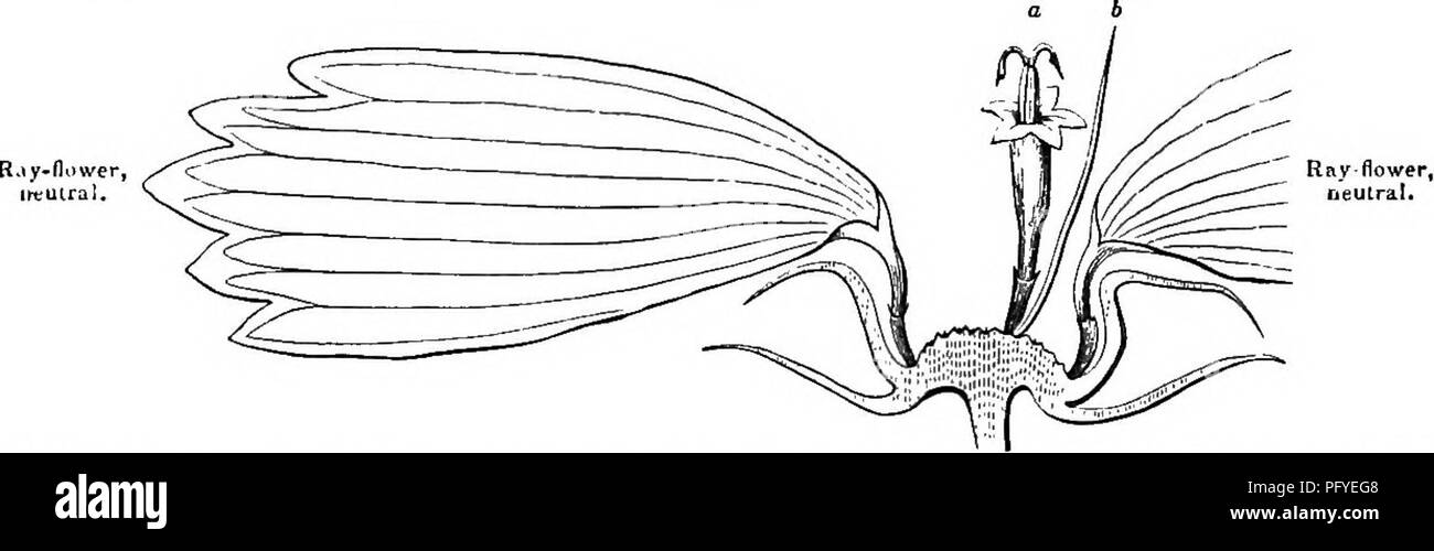 Everlasting cudweed hi-res stock photography and images - Alamy