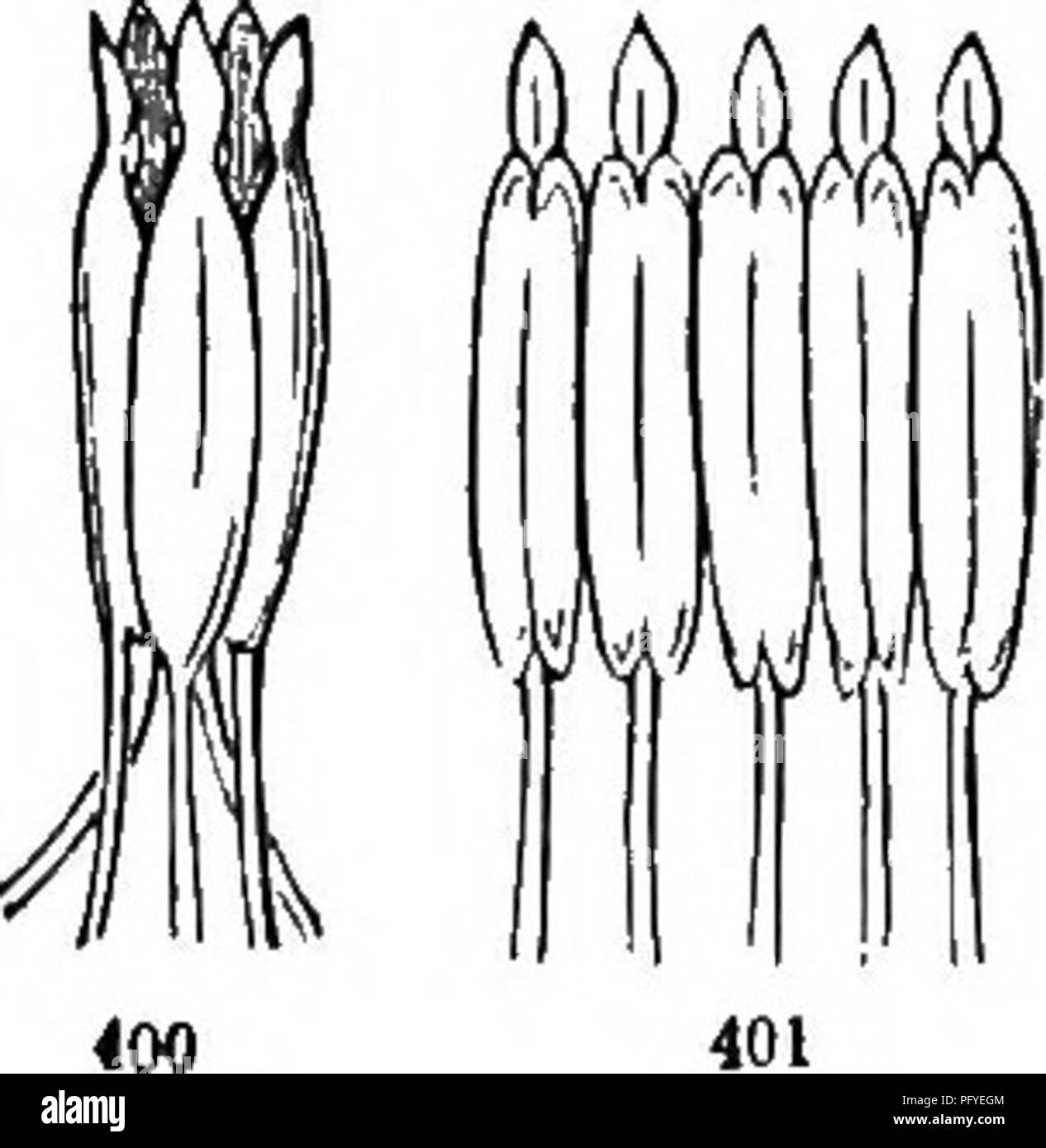. Botany for young people and common schools. How plants grow, a simple ...